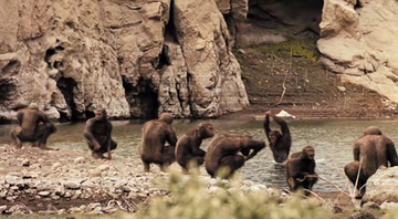 Australopithecus – Primepedia